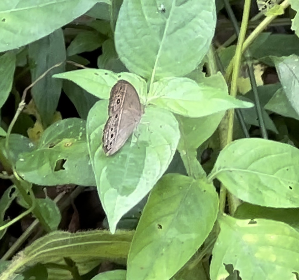 Burmese Bushbrown from Junjong Waterfalls, Kedah on August 3, 2023 by ...