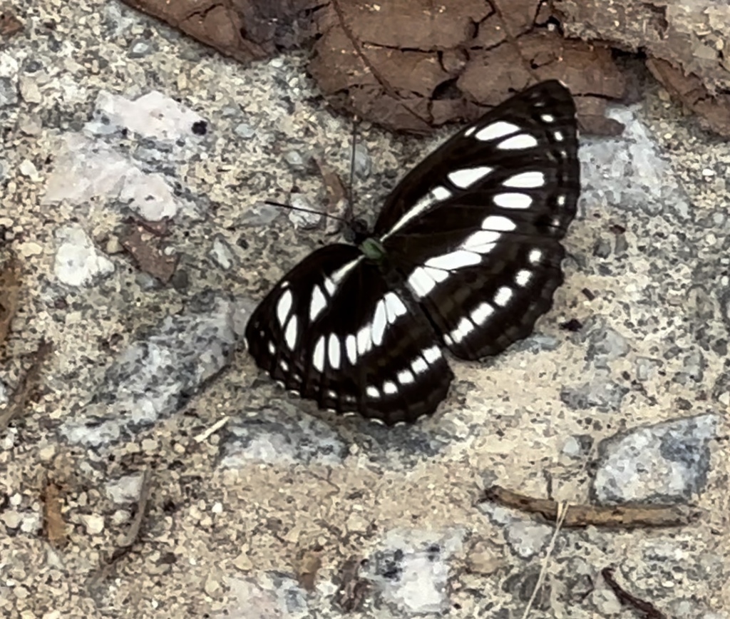 Common Sailer from Junjong Waterfalls, Kedah on August 3, 2023 by SL ...
