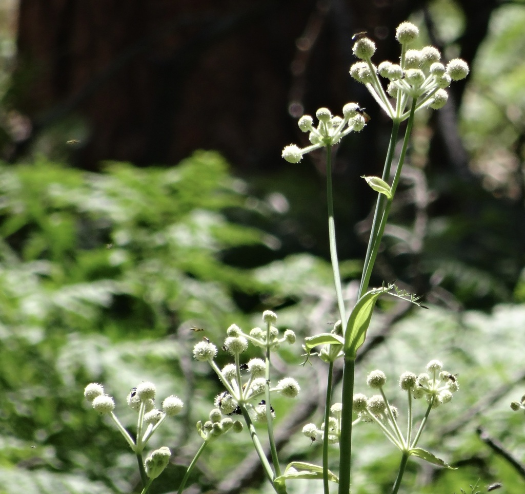 ranger buttons from Riverside County, CA, USA on August 4, 2023 at 10: ...