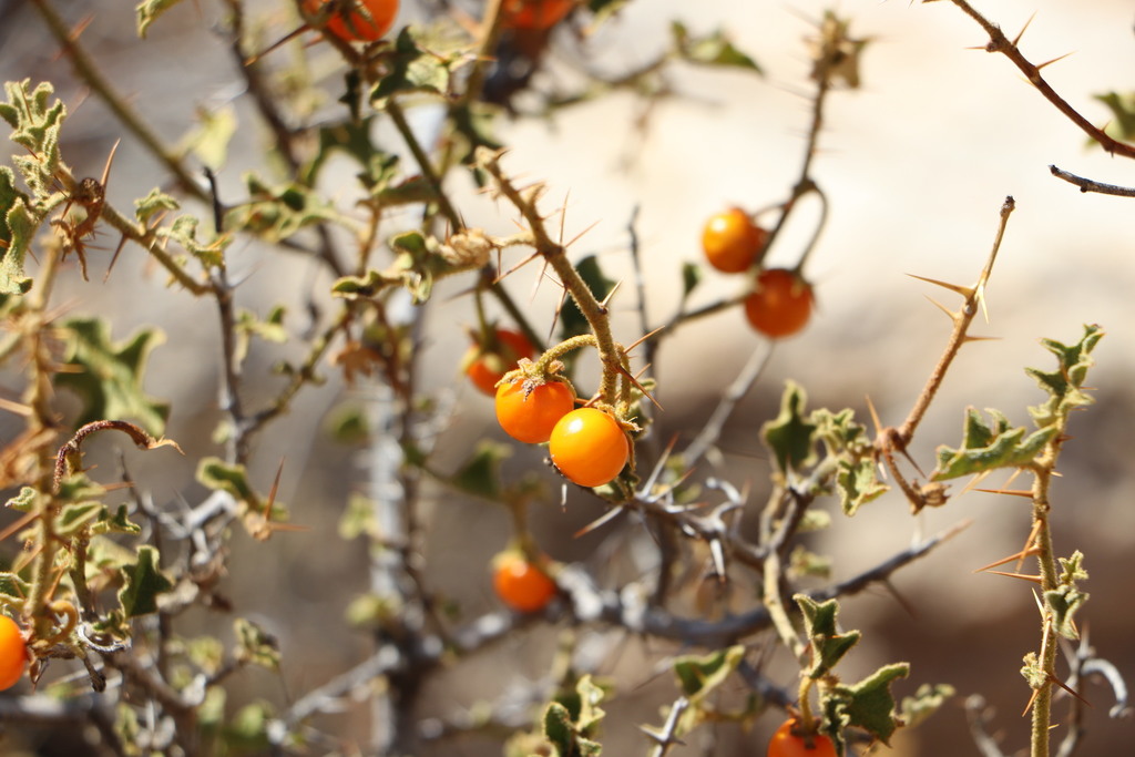Red Poison-apple from West Coast DC, South Africa on January 16, 2019 ...