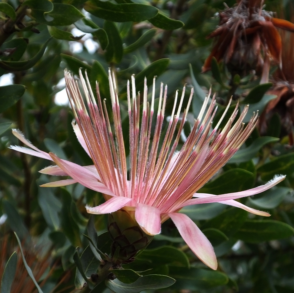Common Shuttlecock Sugarbush from Garden Route Botanical Garden on July ...