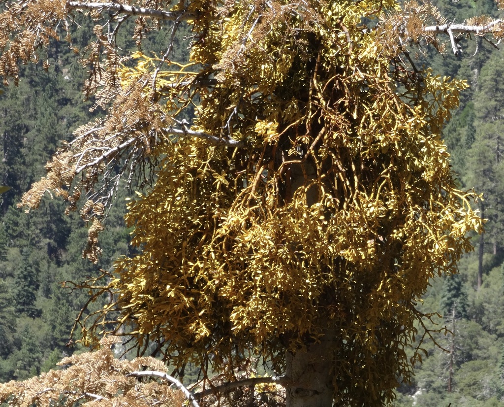 Fir Mistletoe from Riverside County, CA, USA on August 4, 2023 at 11:59 ...