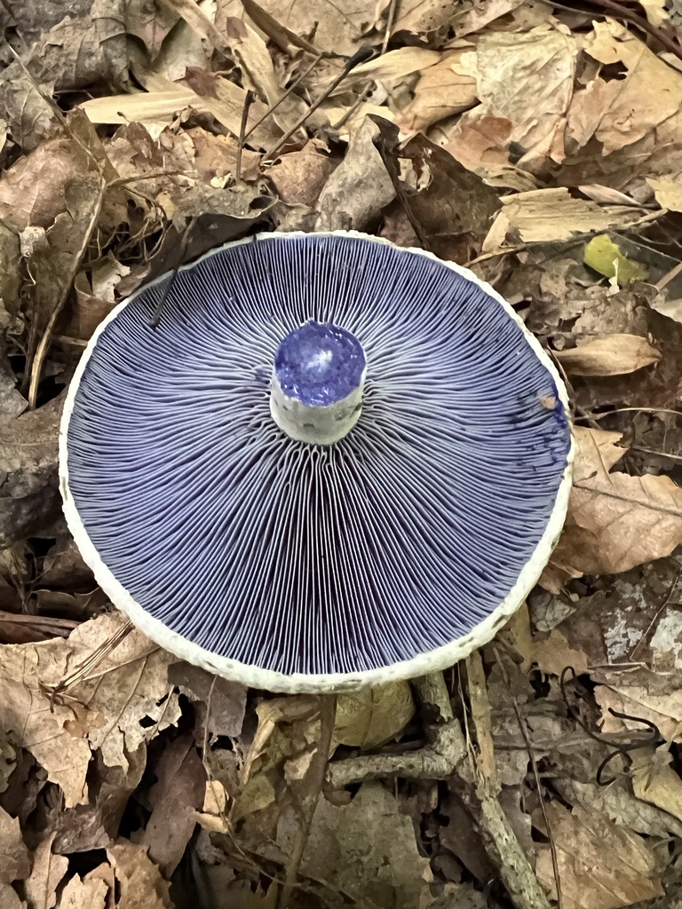 indigo milk cap from Nineveh, IN, US on August 5, 2023 at 09:02 AM by ...