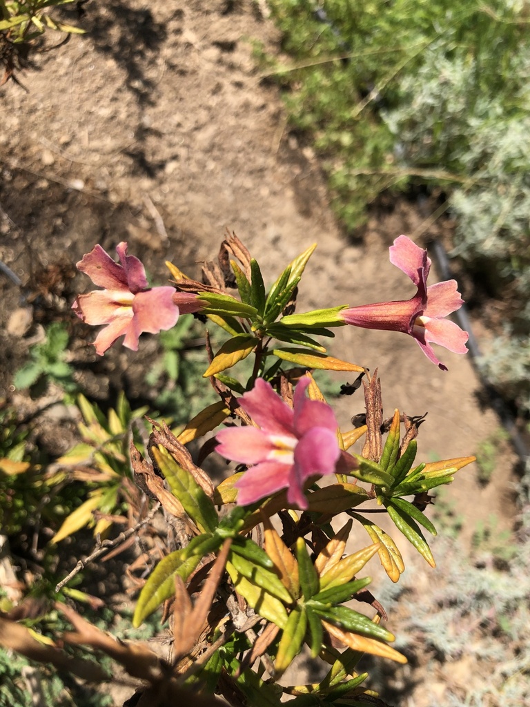 Diplacus in July 2023 by serotiny · iNaturalist