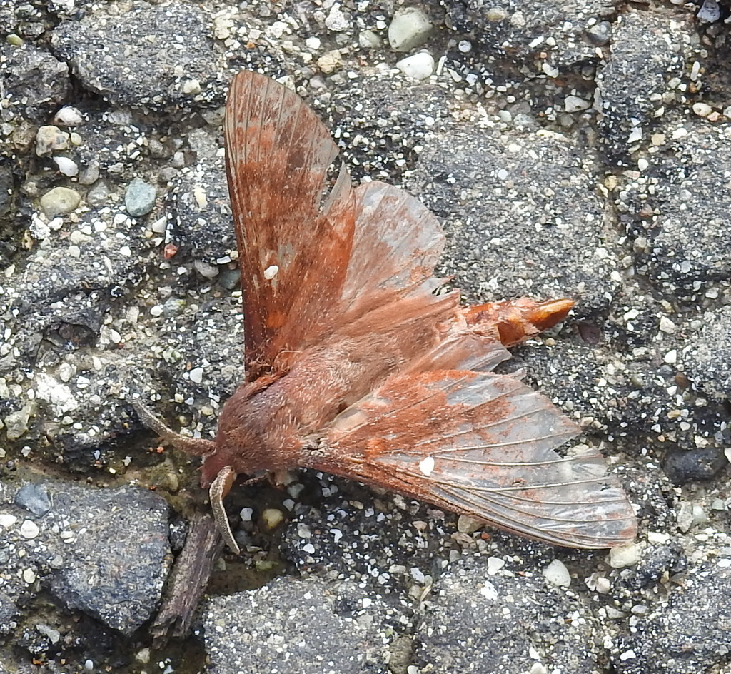 Lappet Moths from Alor, Nusa Tenggara Timur, Indonesia on January 26 ...