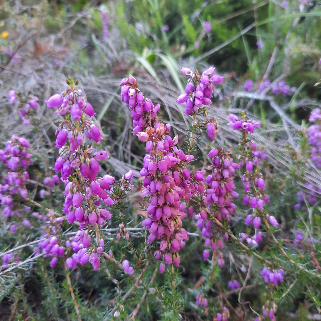 Bell Heather from Vilar da Veiga, 4845, Portugal on August 05, 2023 at ...