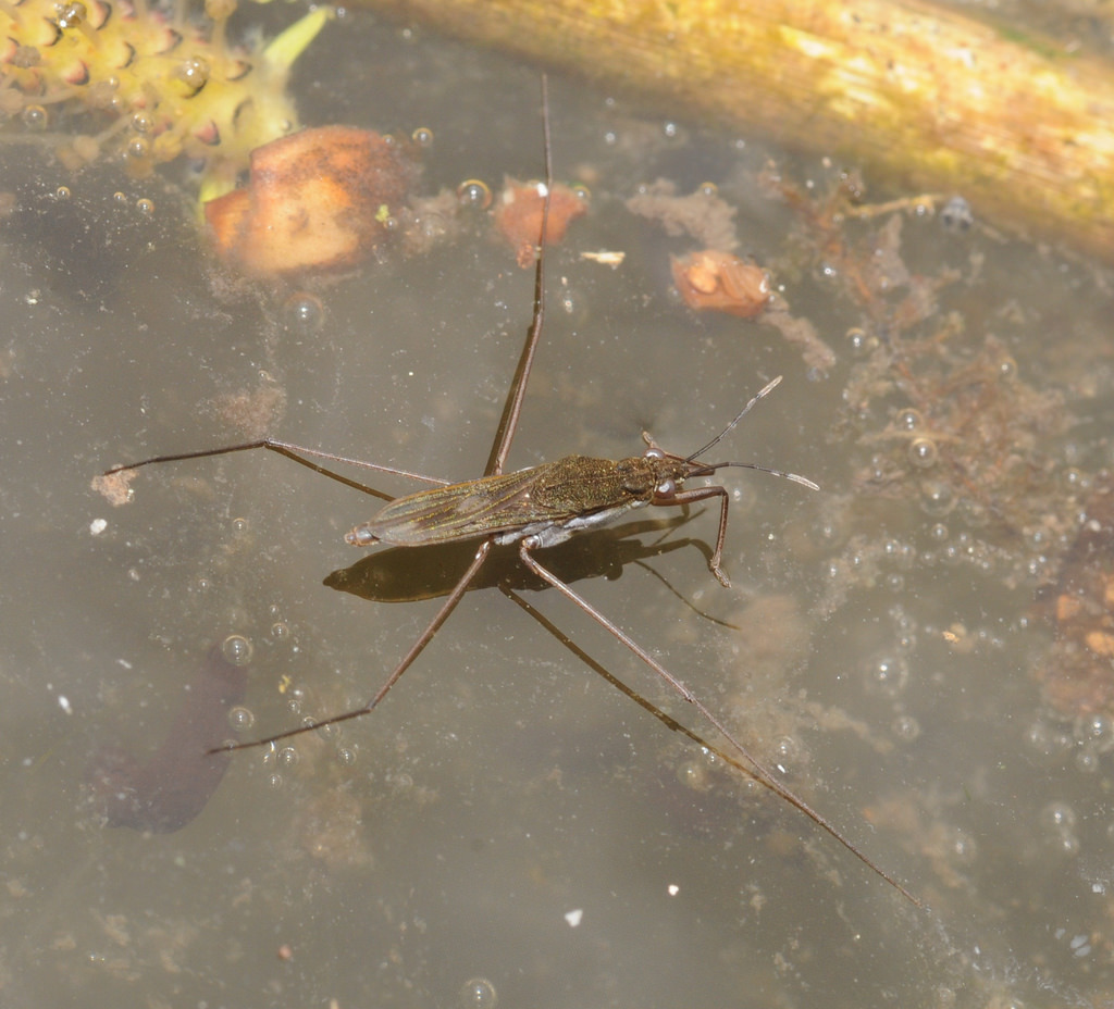 Genus Gerris (Insects and Arthropods of Lancer Park) · BioDiversity4All