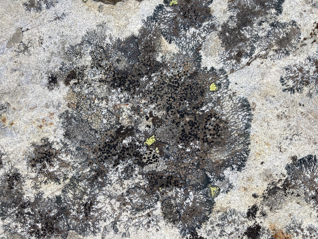 Lecideaceae from Okanogan County, US-WA, US on August 4, 2023 at 05:12 ...