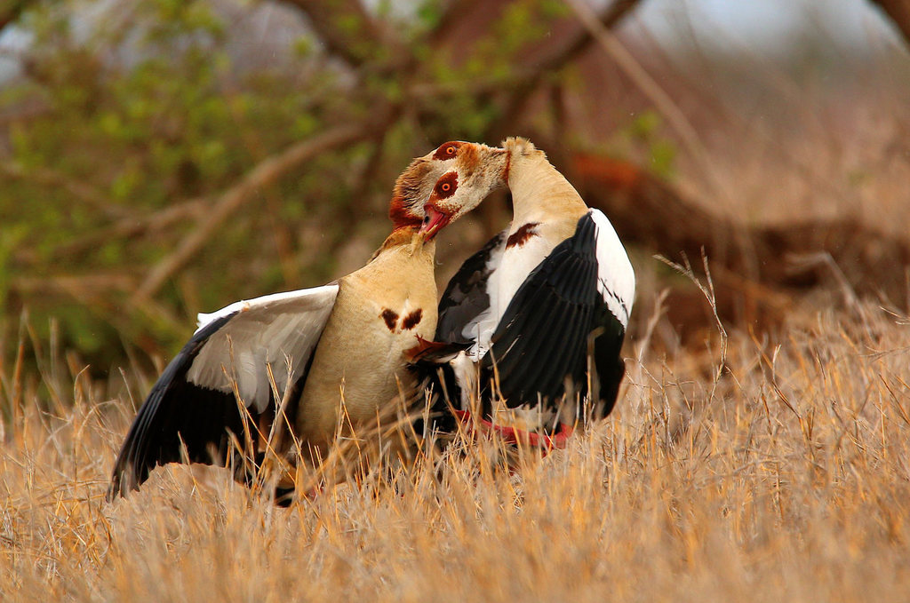 Egyptian Goose from Ehlanzeni, South Africa on November 12, 2016 at 06: ...