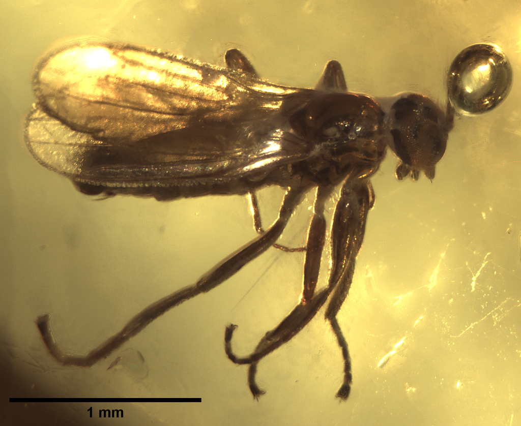 Dance Flies from Yantarny, Kaliningrad Oblast, Russia, 238580 on ...