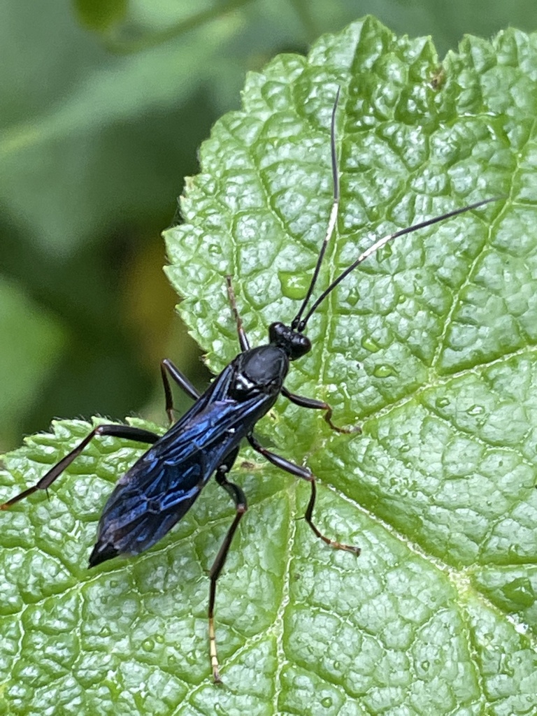 Animals from Carson National Forest, Taos, NM, US on July 30, 2023 at ...