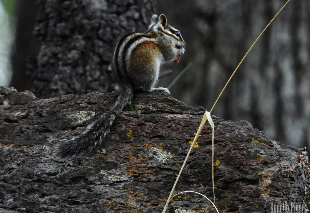 Buller's Chipmunk in August 2023 by RODOLFO PINEDA PÉREZ · iNaturalist