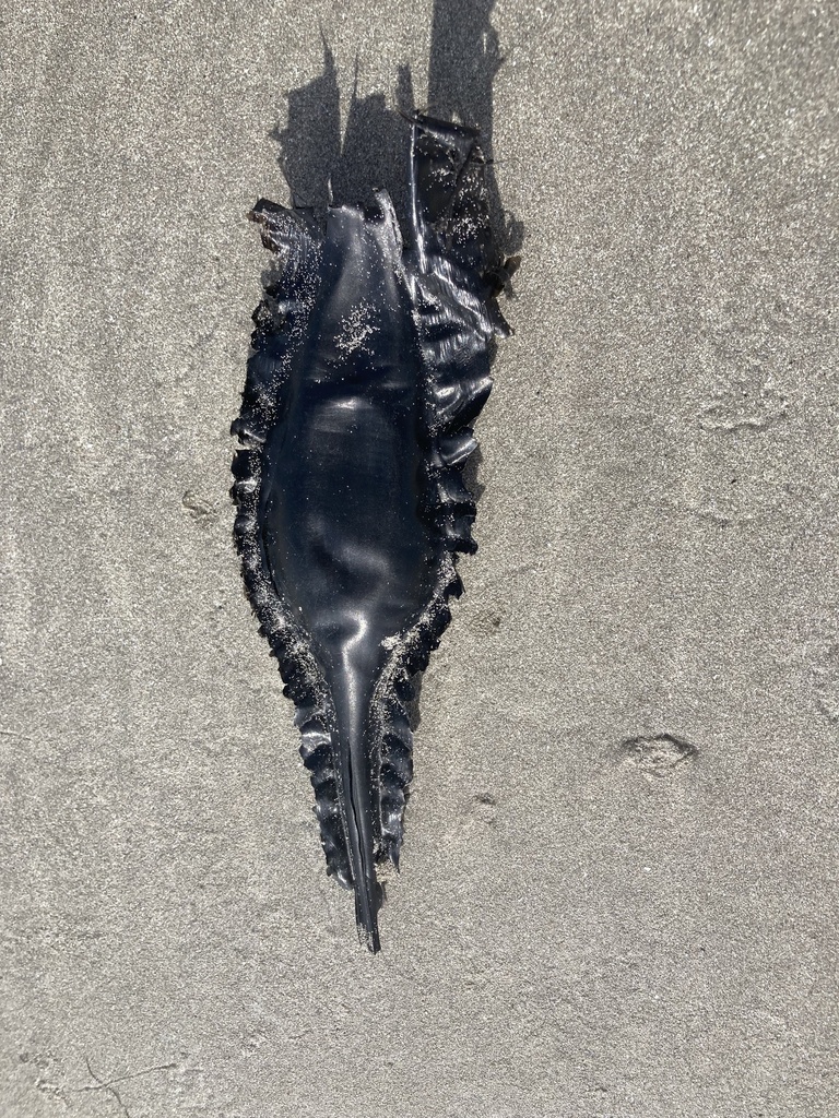 Cape Elephantfish from Klein Paternoster Bay, WC, ZA on August 5, 2023 ...