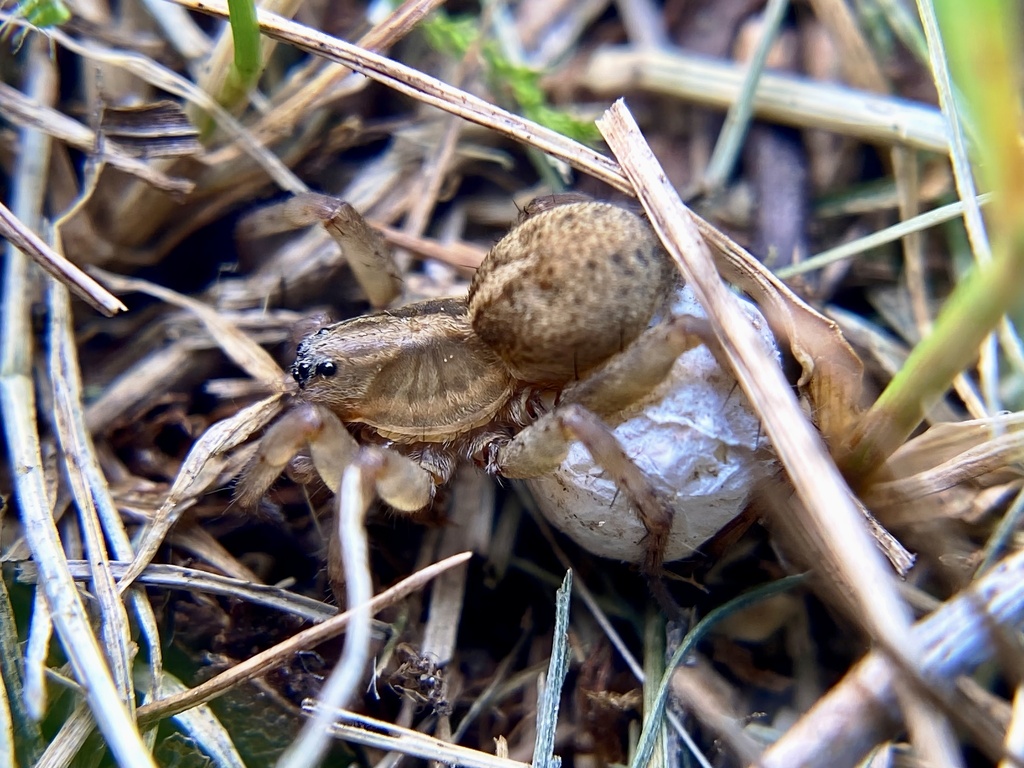 Rustic Wolf Spider from W Broad St, Pawcatuck, CT, US on August 5, 2023 ...