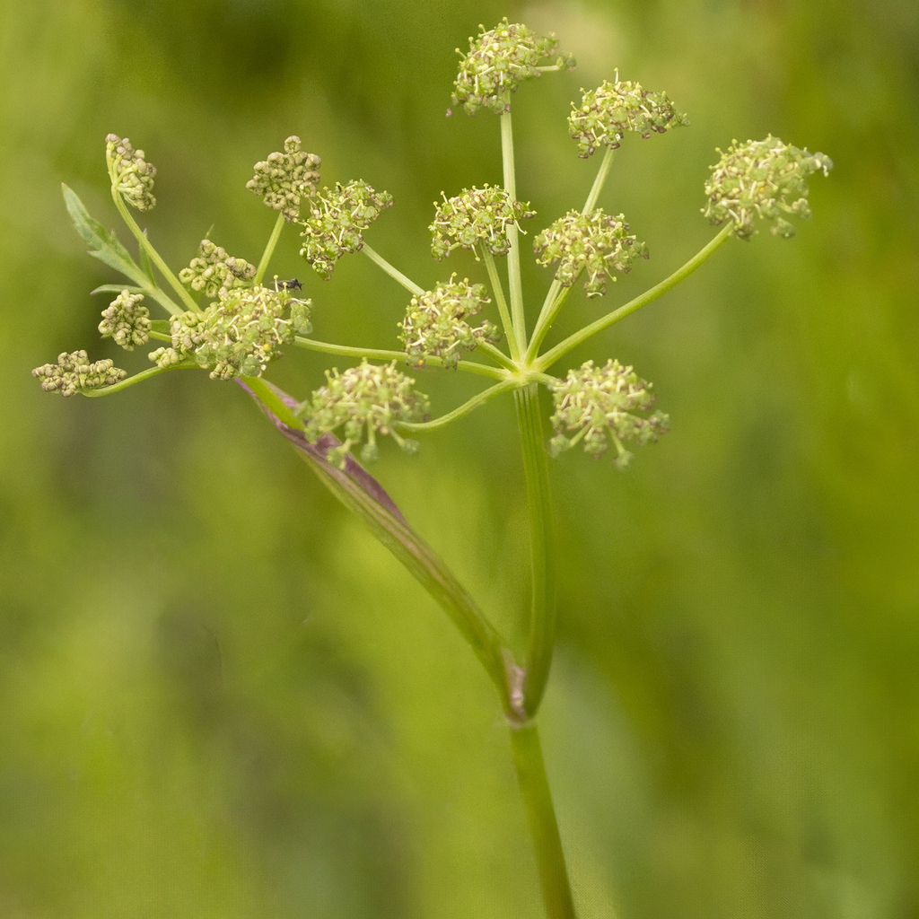 Apioideae from Rio Blanco County, CO, USA on July 30, 2023 at 06:27 PM ...