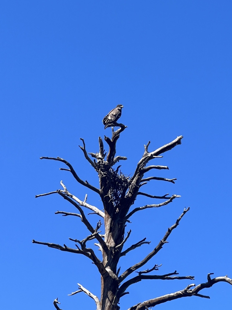 Bald Eagle from Green River, Dutch John, UT, US on August 4, 2023 at 10 ...