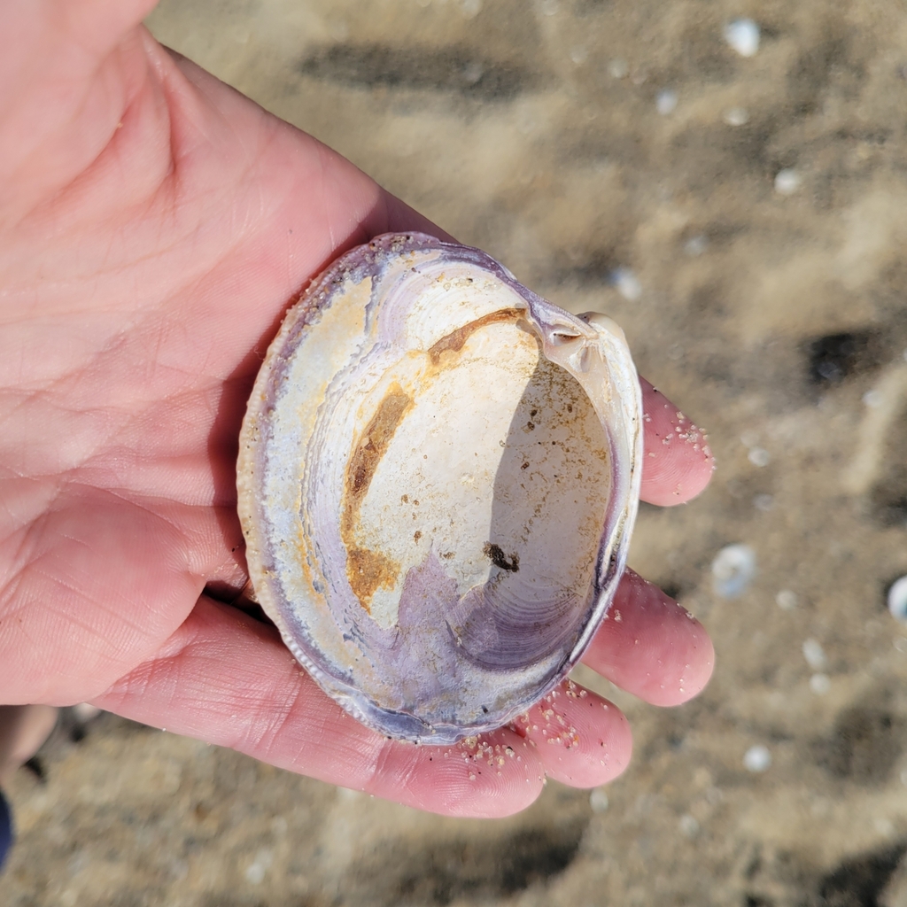 Northern Quahog from Dukes County, US-MA, US on August 5, 2023 at 09:03 ...