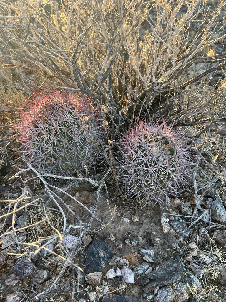 Johnson's Beehive Cactus in August 2023 by CK Kelly · iNaturalist