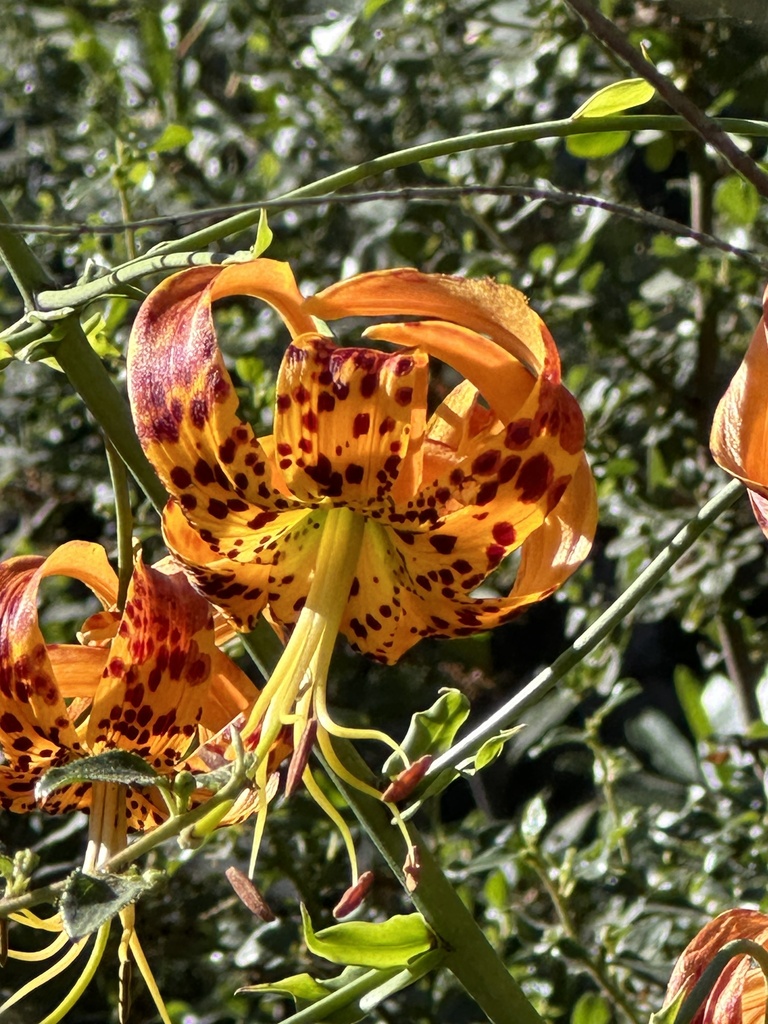 Humboldt's Lily in August 2023 by Rachel Whitt · iNaturalist
