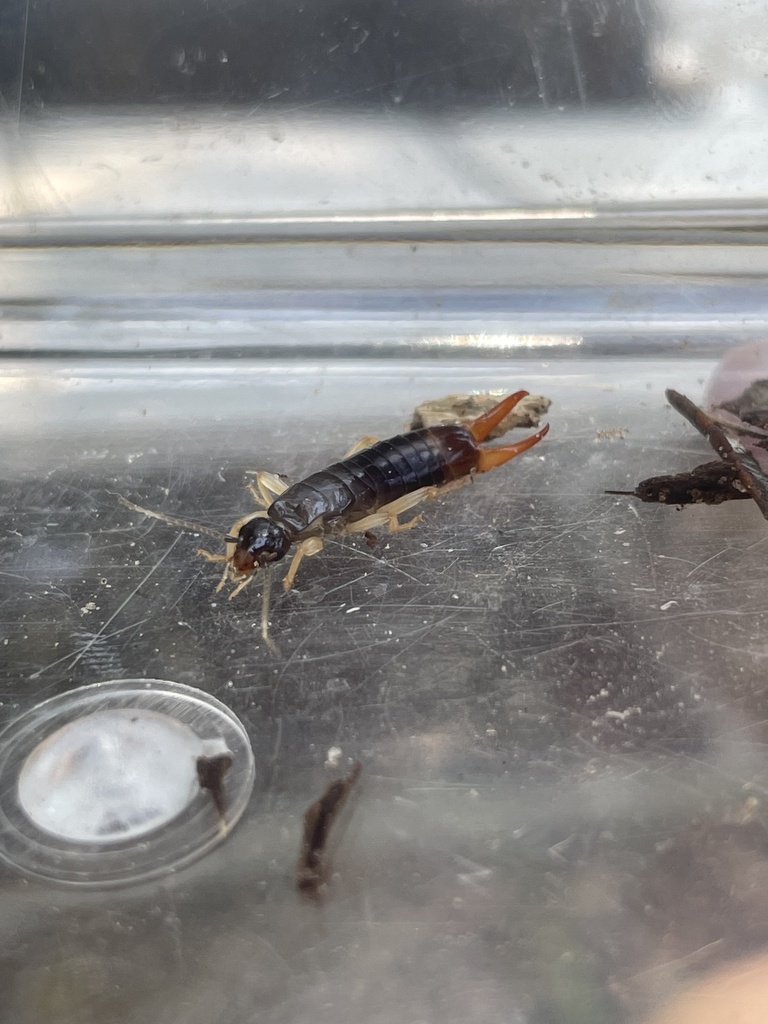Ring-legged Earwig from Market St, Pascagoula, MS, US on August 5, 2023 ...