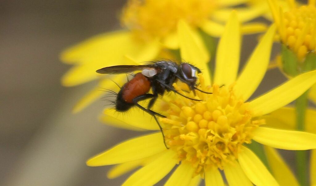 Red Spotted Parasite Fly from North Berwick EH39, UK on August 5, 2023 ...