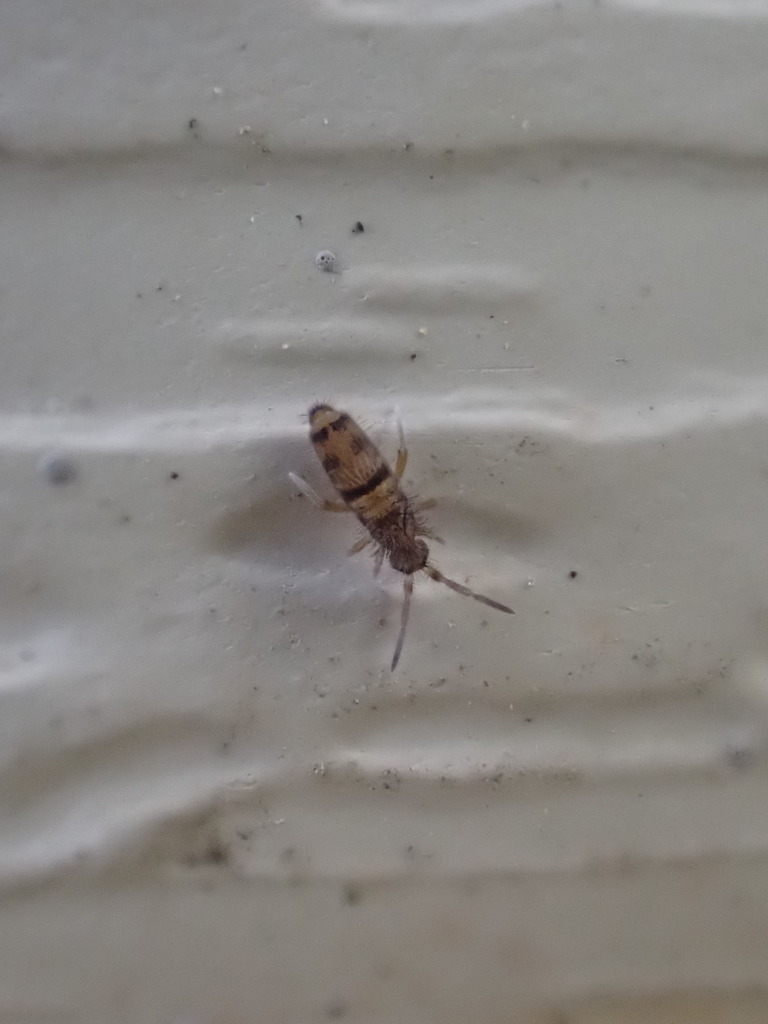 Elongate Springtails from Franklin County, MO, USA on August 4, 2023 at ...