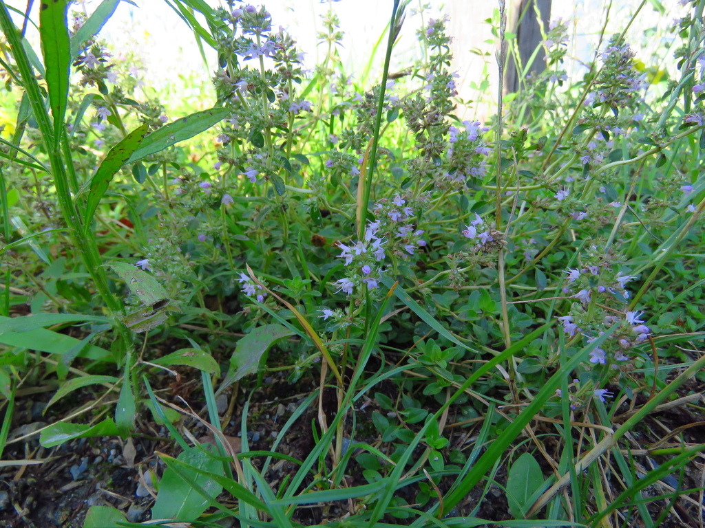 Mentheae from Provincia di Brescia, Italia on July 30, 2023 at 09:08 AM ...