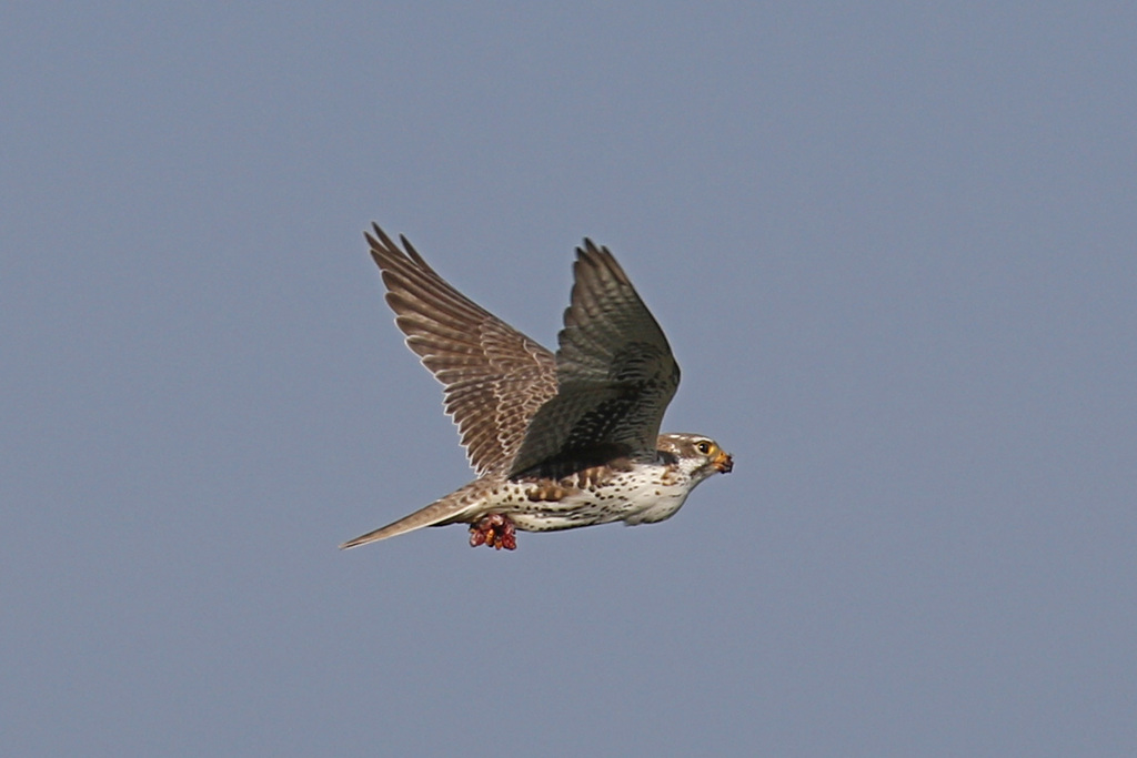 Prairie Falcon from San Benito, California, United States on January 27 ...