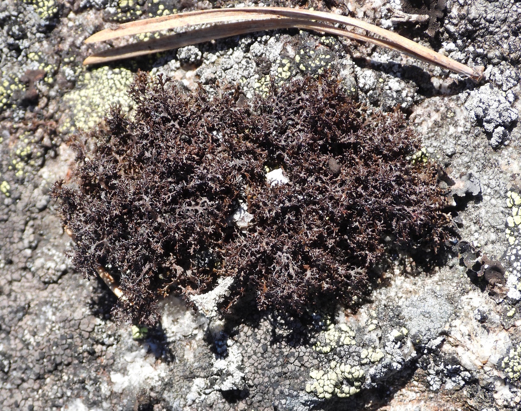 Small-toothed Iceland Lichen from Raasepori, Suomi on August 5, 2023 at ...