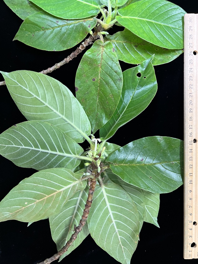 Timonius mollis from Koror, Palau on June 22, 2022 at 05:31 PM by ...