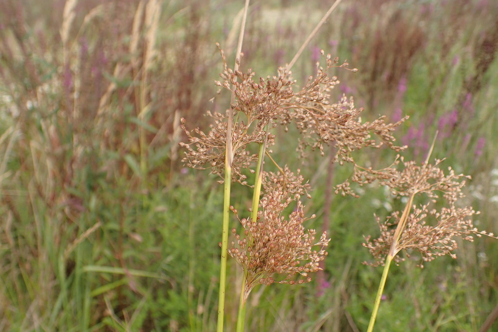 rushes from Grevenbicht, Nederland on August 4, 2023 at 02:45 PM by ...