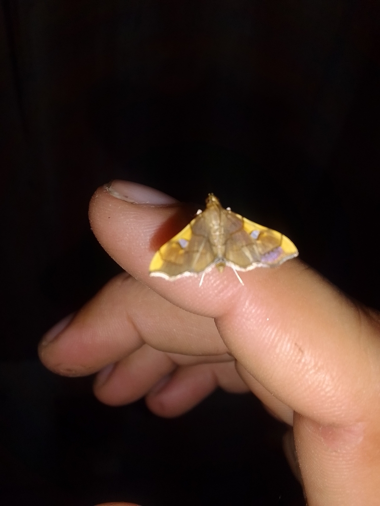 Coenostolopsis apicalis from Tobago, TT on August 4, 2023 at 09:33 PM ...