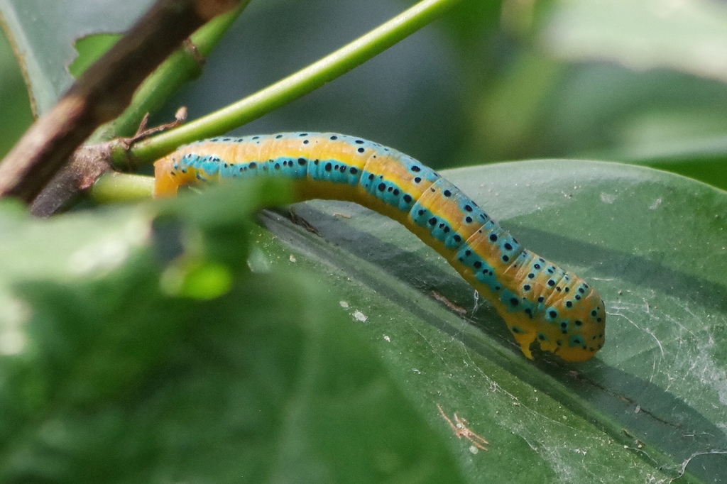 Blue Tiger Moth from 686693, Ernakulam, Kerala, IN on January 15, 2019 ...