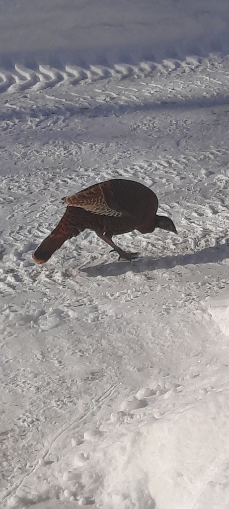 Wild Turkey from Saint-Maurice, QC G0X 2X0, Canada on February 24, 2023 ...