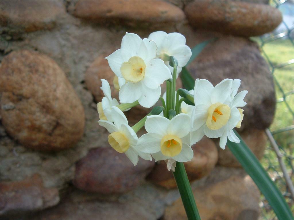 Bunch-flowered Daffodil from Greyton, 7233, South Africa on June 25 ...
