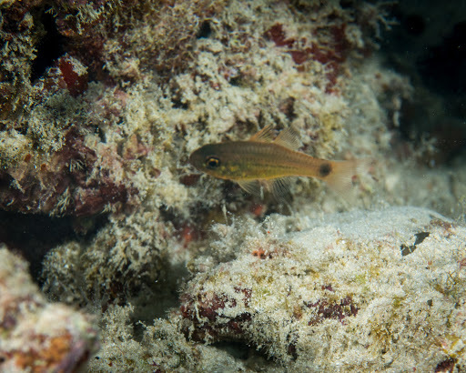 Spotted Cardinalfish (Ostorhinchus maculiferus) - Marine Life ...