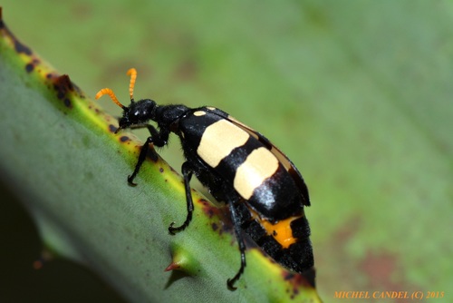 CMR Bean Beetle (kruger national Insects) · iNaturalist