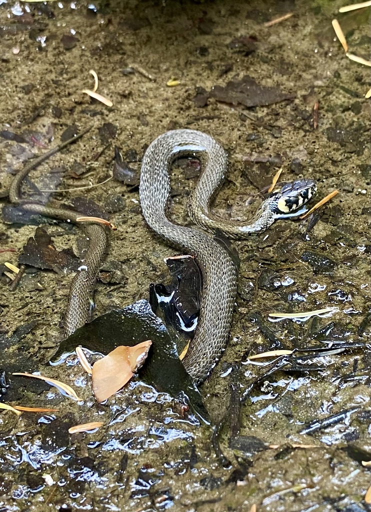 grass snake from Teregova, Romania on August 5, 2023 at 09:58 PM by ...