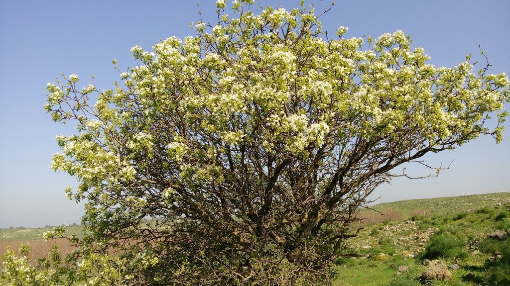Syrian Pear (Plantes indigènes et endémiques du Liban) · iNaturalist