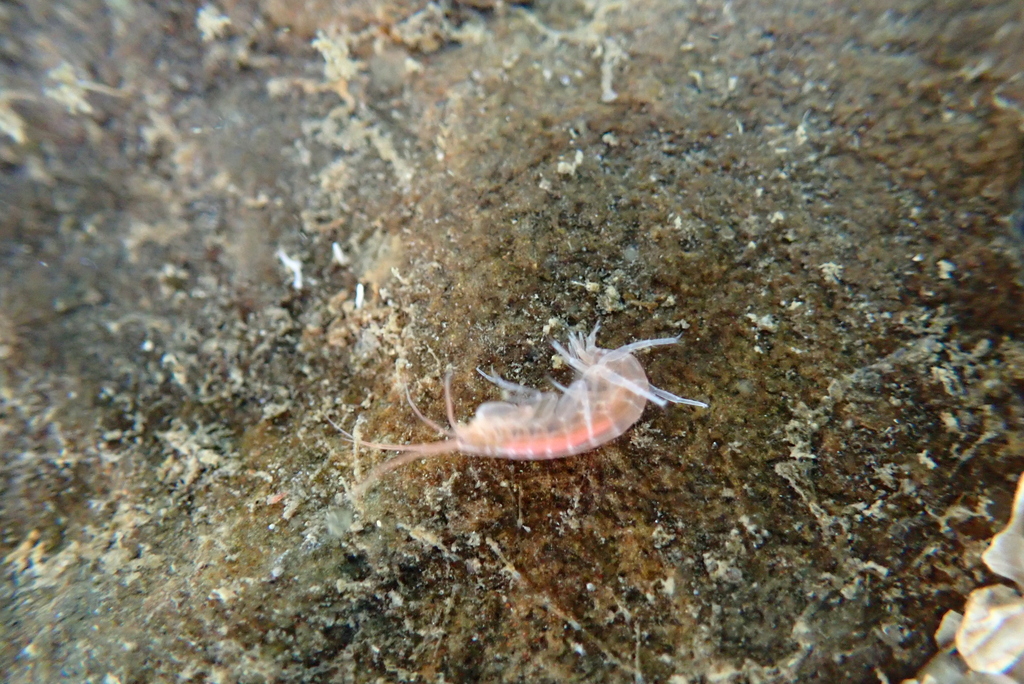 Maeridae from Panda Bay, Pender Island, BC, Canada on July 30, 2023 at ...