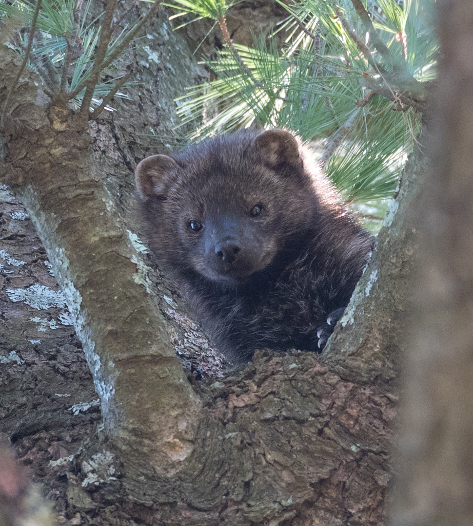 Fisher (Pekania pennanti) - Know Your Mammals