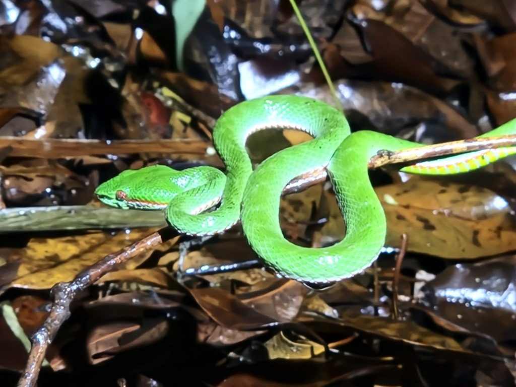 Pope’s Tree Viper from Huai Mae Priang, Kaeng Krachan District ...