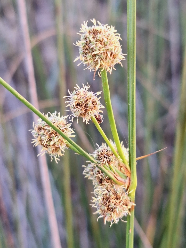 Round-headed Clubrush from 9674, Bułgaria on August 5, 2023 at 07:57 PM ...