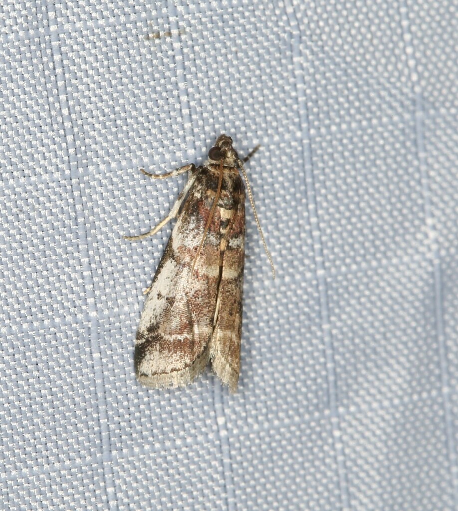 Leaf Crumpler Moth from 262 Rte du Parc, Port-Daniel, QC G0C 2N0 ...