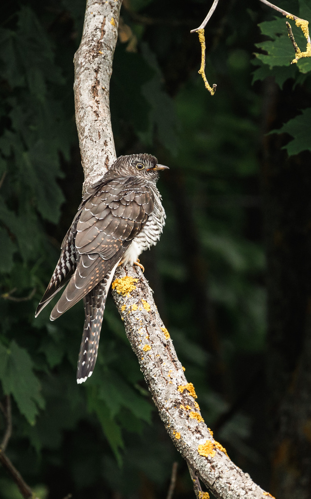 Common Cuckoo from Фрунзенский, Минск, Минск, BY on August 5, 2023 at ...