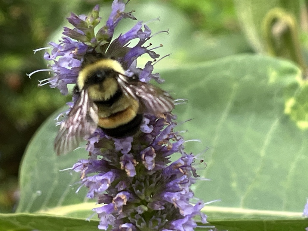 Rusty-patched Bumble Bee in August 2023 by JoeGee · iNaturalist