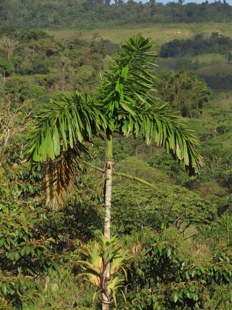 Pambil, chonta, chonta kilo, gualpe desde Lejanías, Meta, Colombia el ...