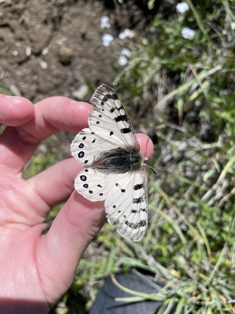 Common Blue Apollo from Kargil, Jammu and Kashmir, India on July 18 ...