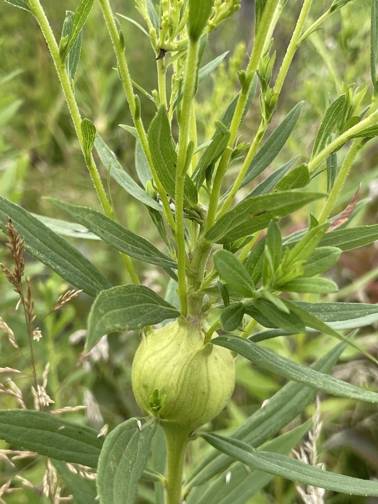 Goldenrod Gall Fly from W Lake Rd, Mayville, NY, US on August 5, 2023 ...