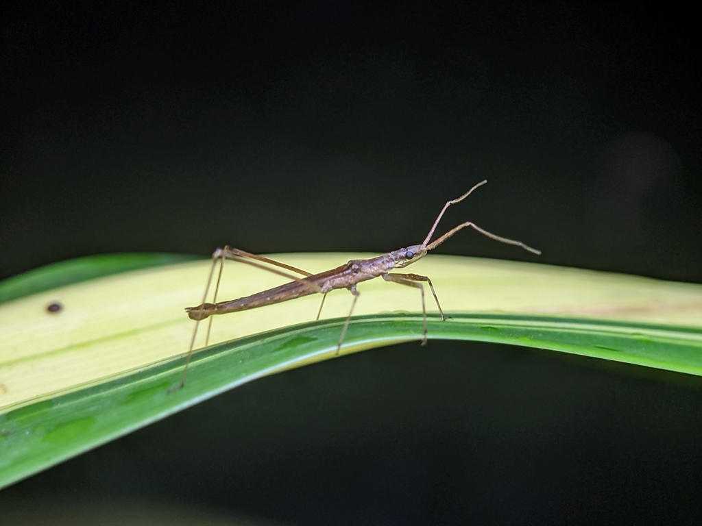 True Bugs from Edakkad, Kerala, India on August 5, 2023 at 11:07 PM by ...